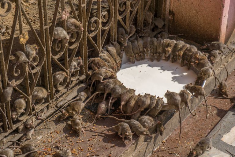 Rajasthan Rundreise: Sehenswürdigkeiten, Route und Tipps